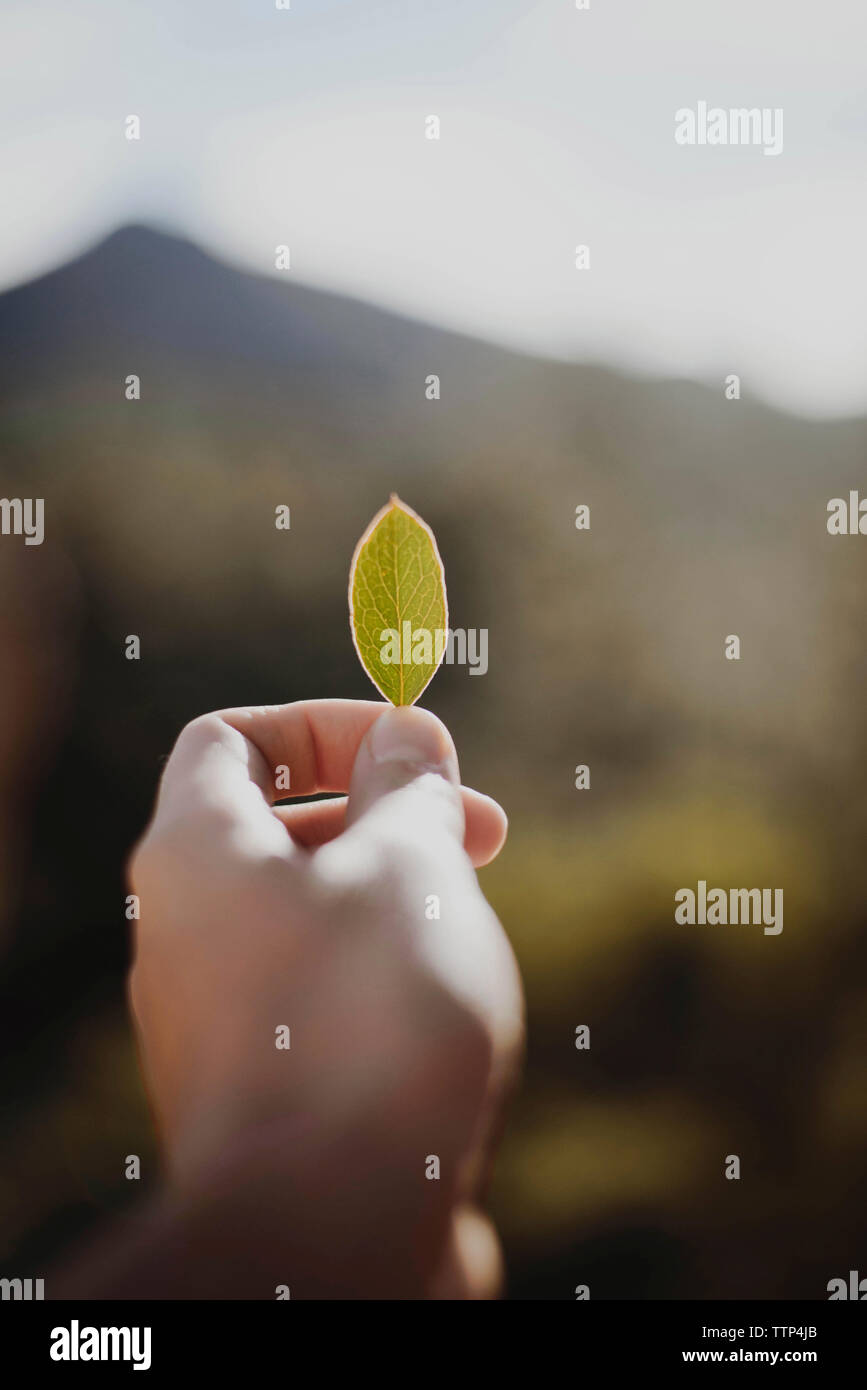 Hand and leaf hi-res stock photography and images - Alamy