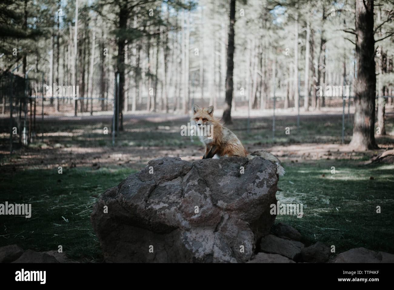 Fox rocks hi-res stock photography and images - Alamy