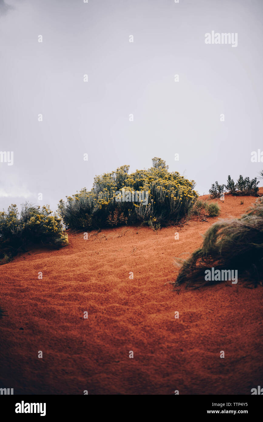 Sand growing plants hi-res stock photography and images - Alamy