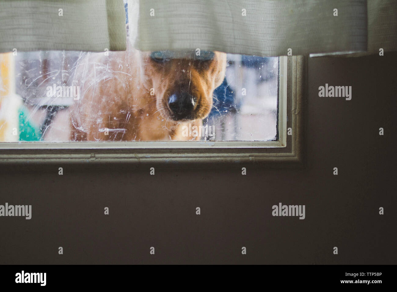 Dog seen through window Stock Photo - Alamy