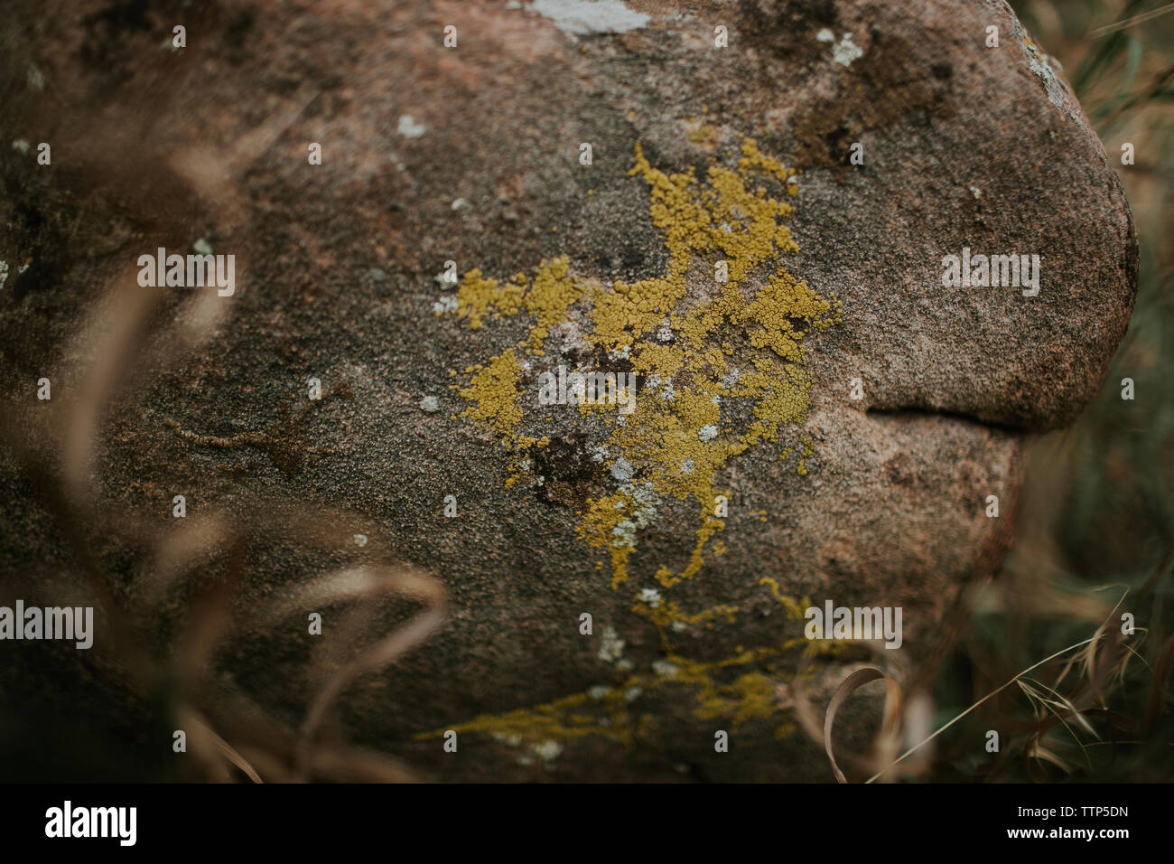 Yellow fungus on rock close hi-res stock photography and images - Alamy