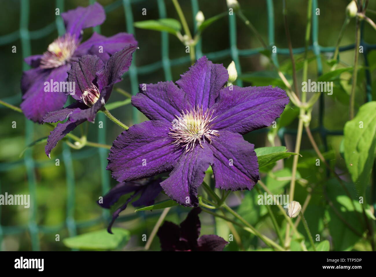 Clematis Varieties