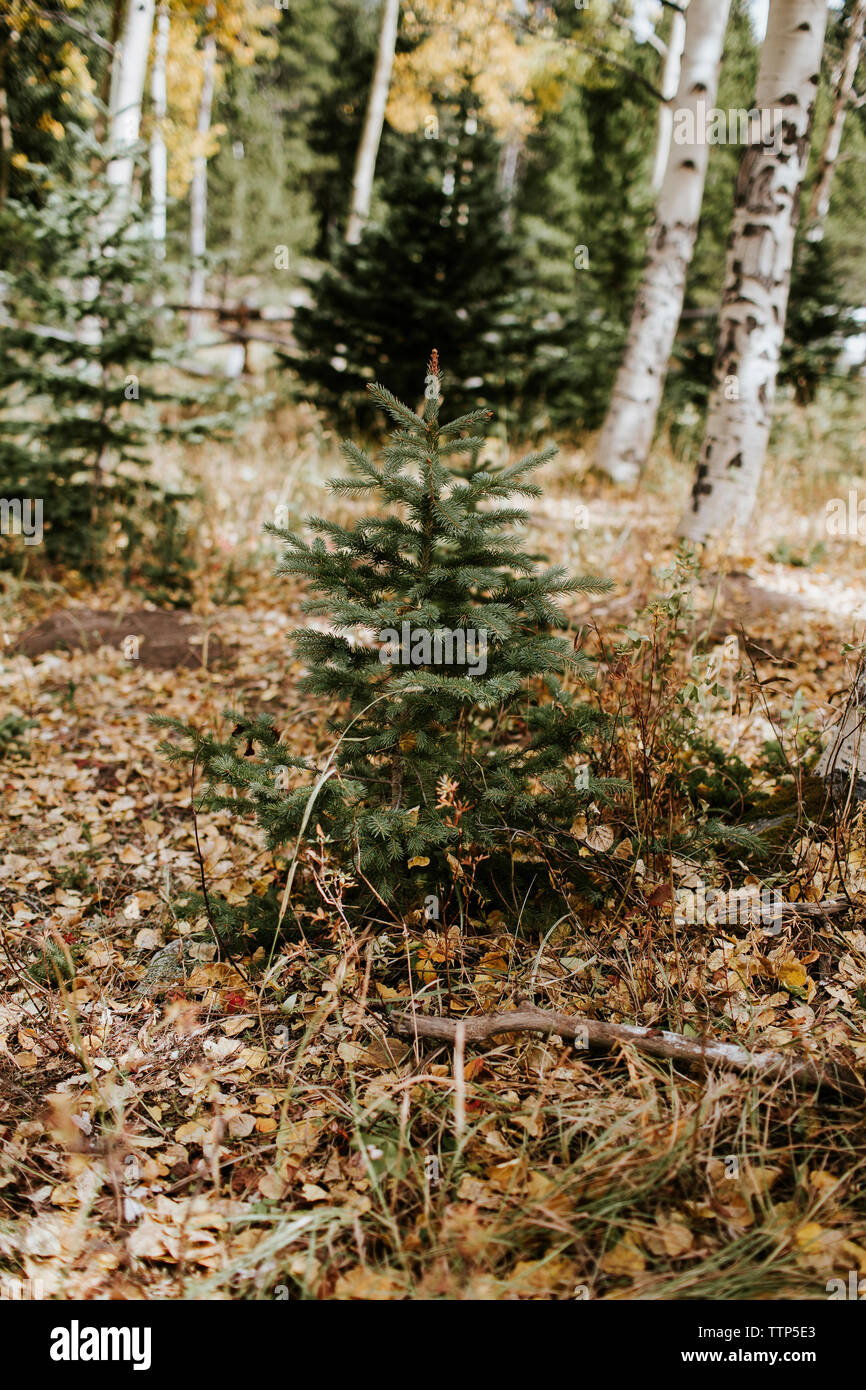 Pine tree growing on field at forest Stock Photo - Alamy