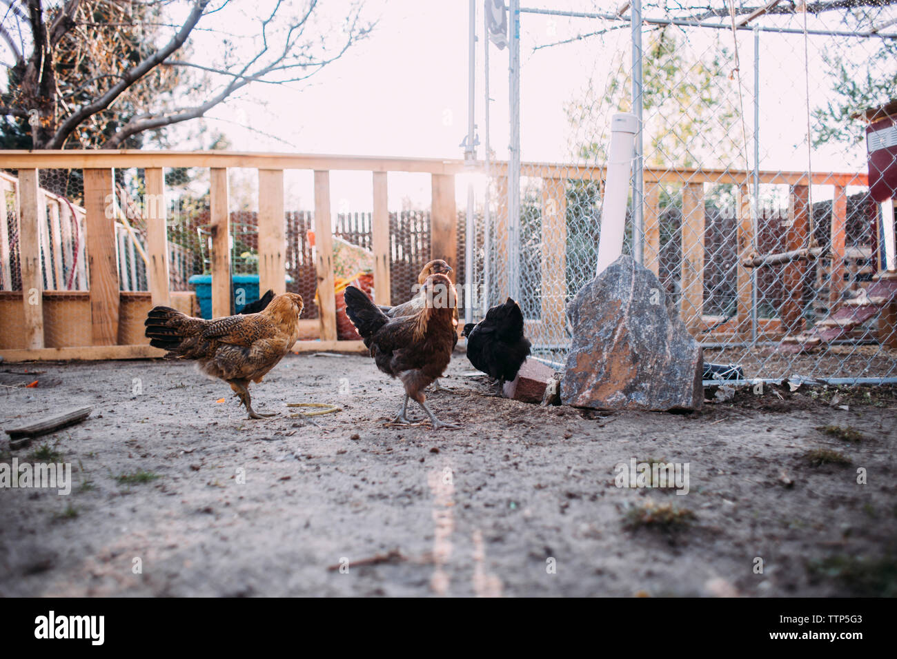 Free range animals hi-res stock photography and images - Alamy