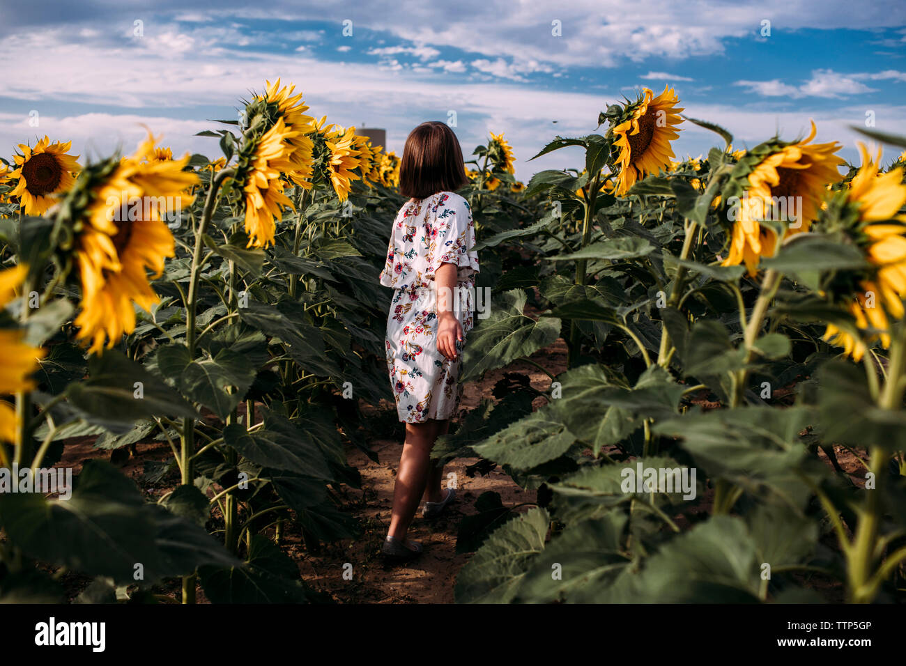 Rear view of girl walking in sunflower farm Stock Photo - Alamy
