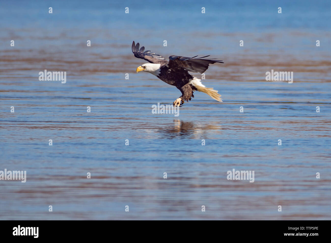 Bald eagle flying over water hi-res stock photography and images - Alamy