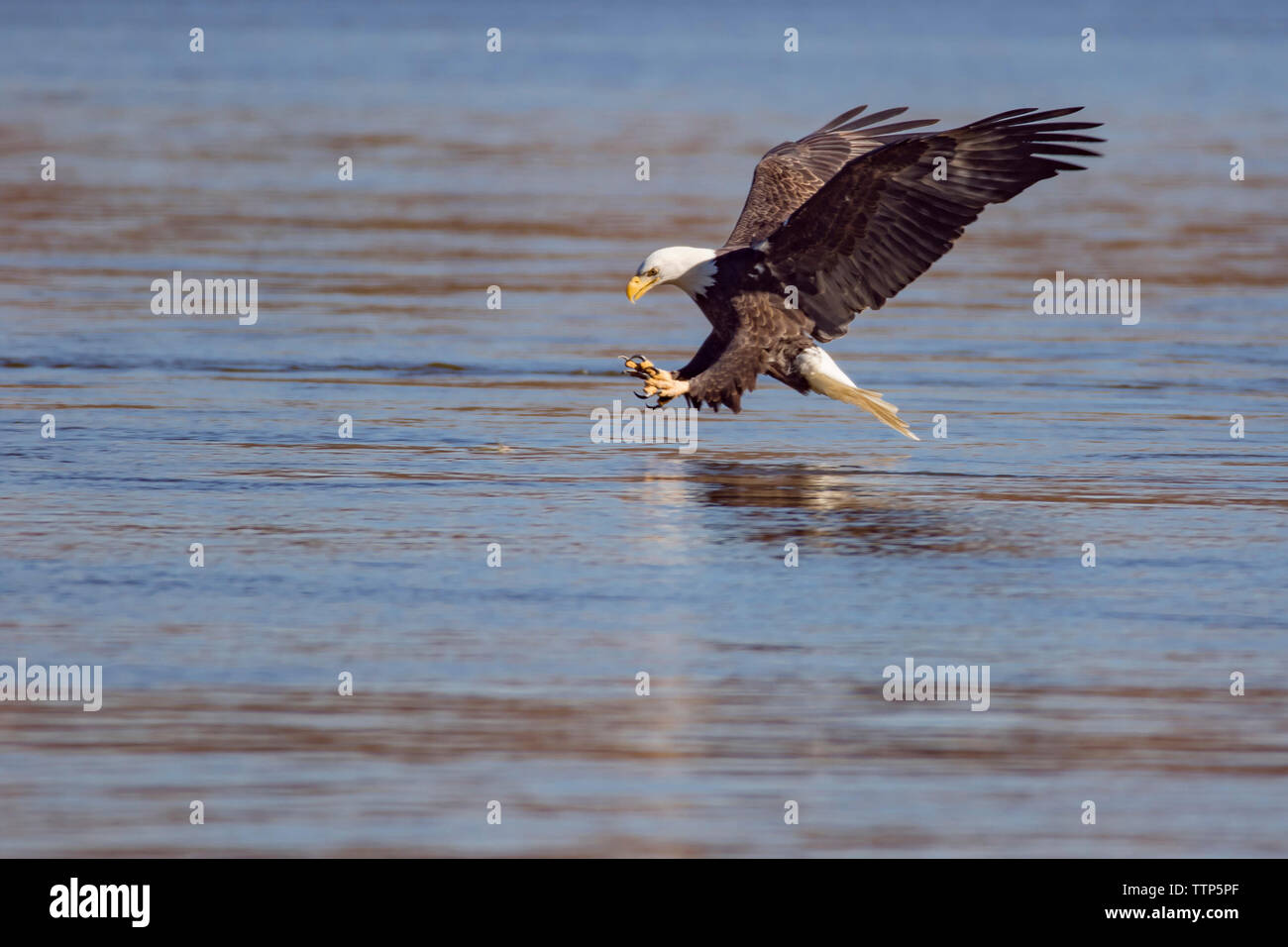 Eagle talon hi-res stock photography and images - Alamy