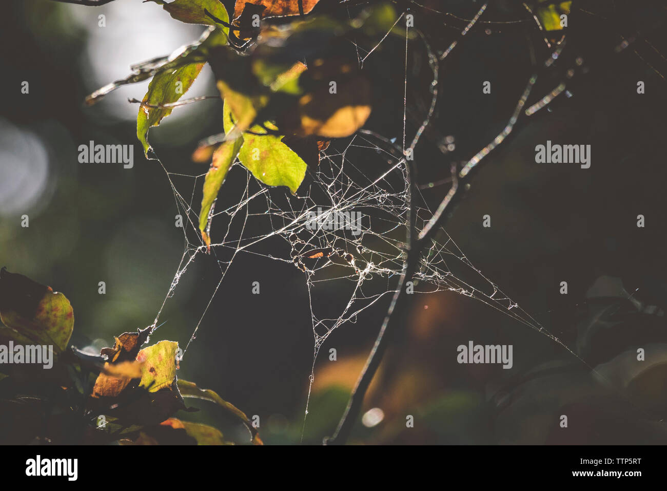 Web plant hi-res stock photography and images - Alamy