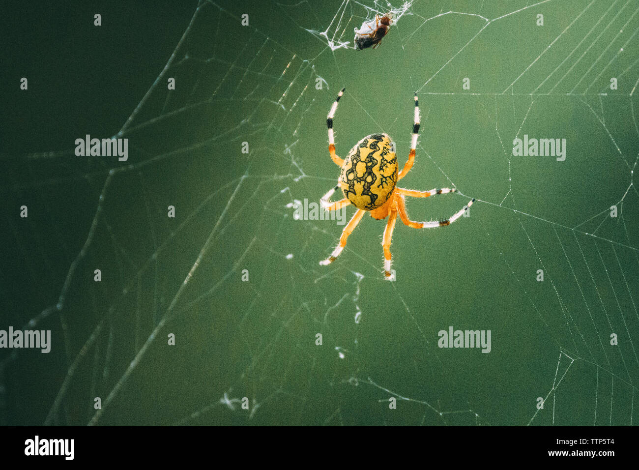 Close up spider hi-res stock photography and images - Alamy