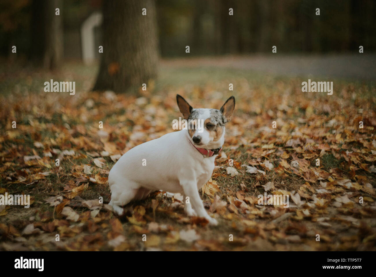 Corgi nature hi-res stock photography and images - Alamy