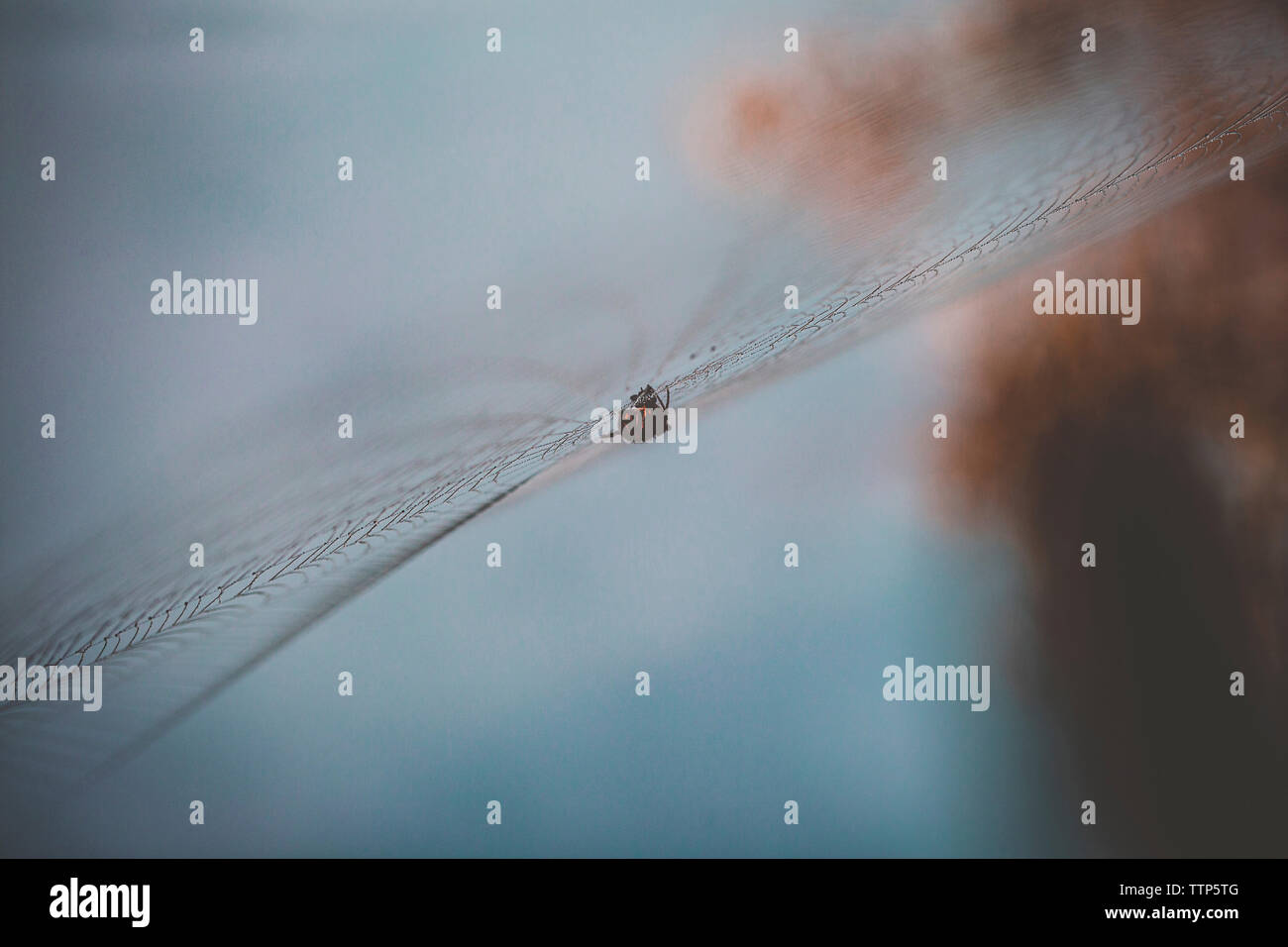 Insect web hi-res stock photography and images - Alamy