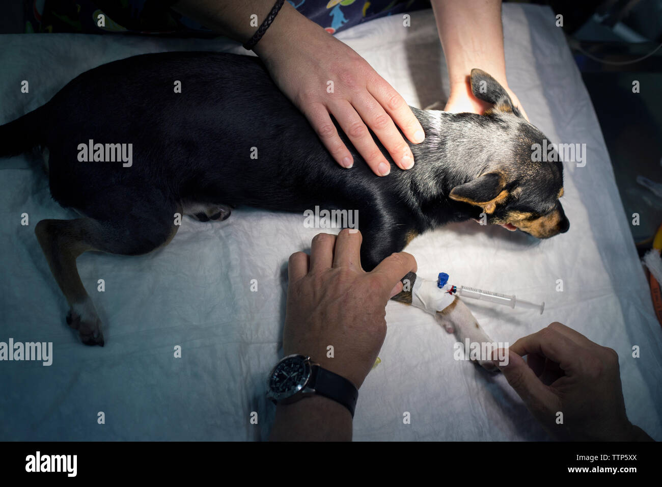 High angle view vet hi-res stock photography and images - Alamy