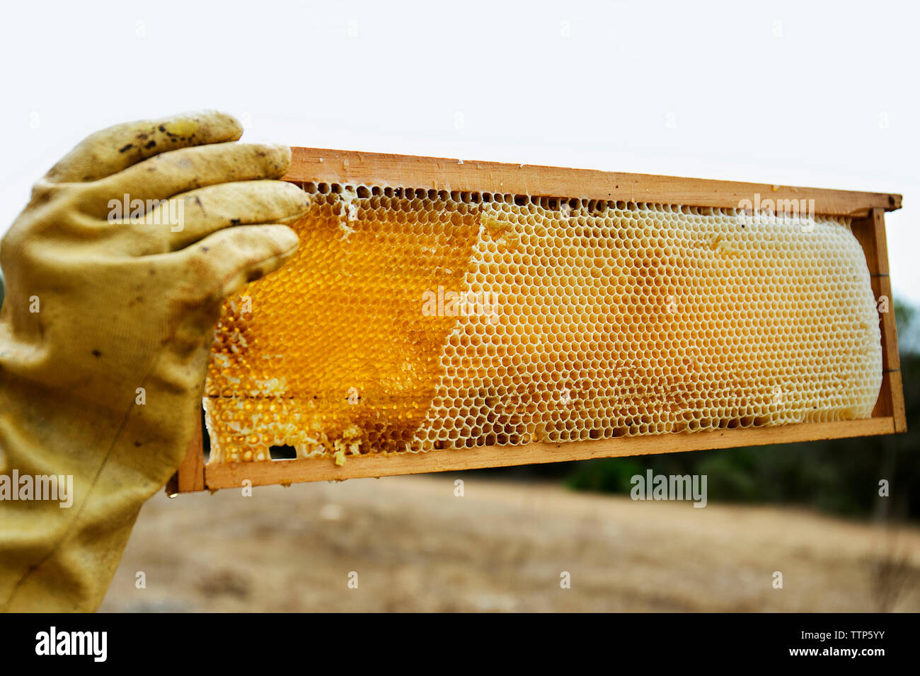 Beehive pattern hi-res stock photography and images - Alamy