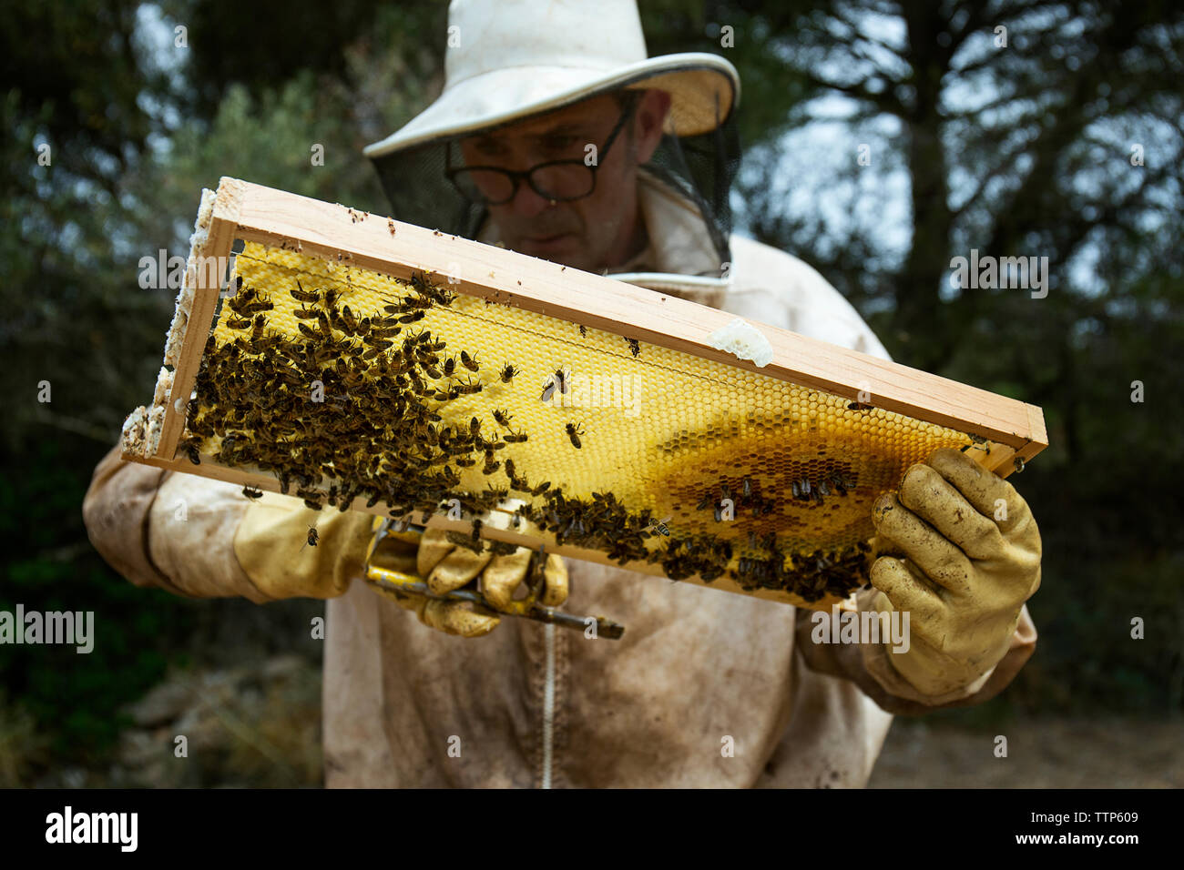 Checking up on the bees hi-res stock photography and images - Alamy