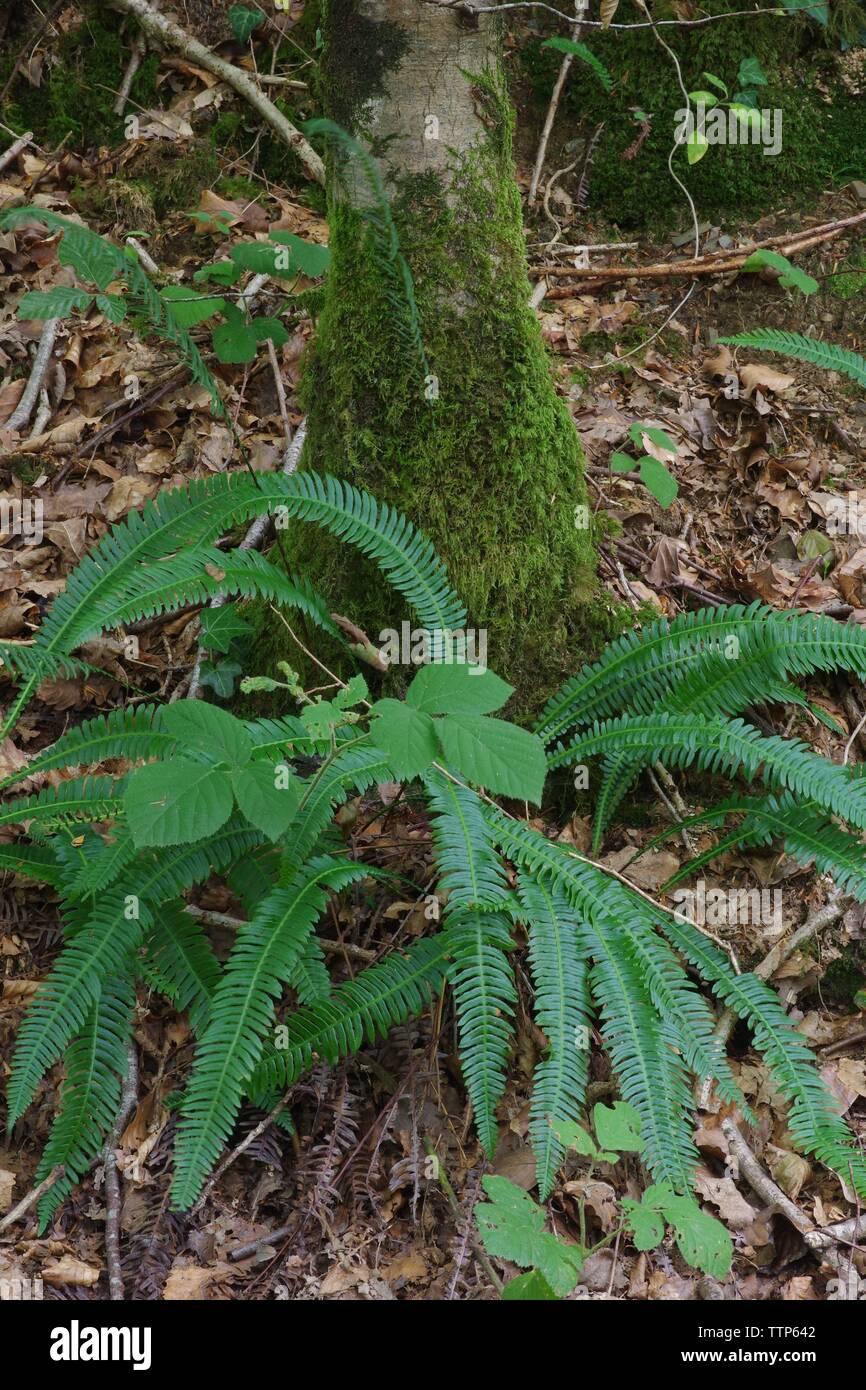 Hard Fern (Blechnum spicant) by a Mossy Tree Trunk in Hembury Woods on ...