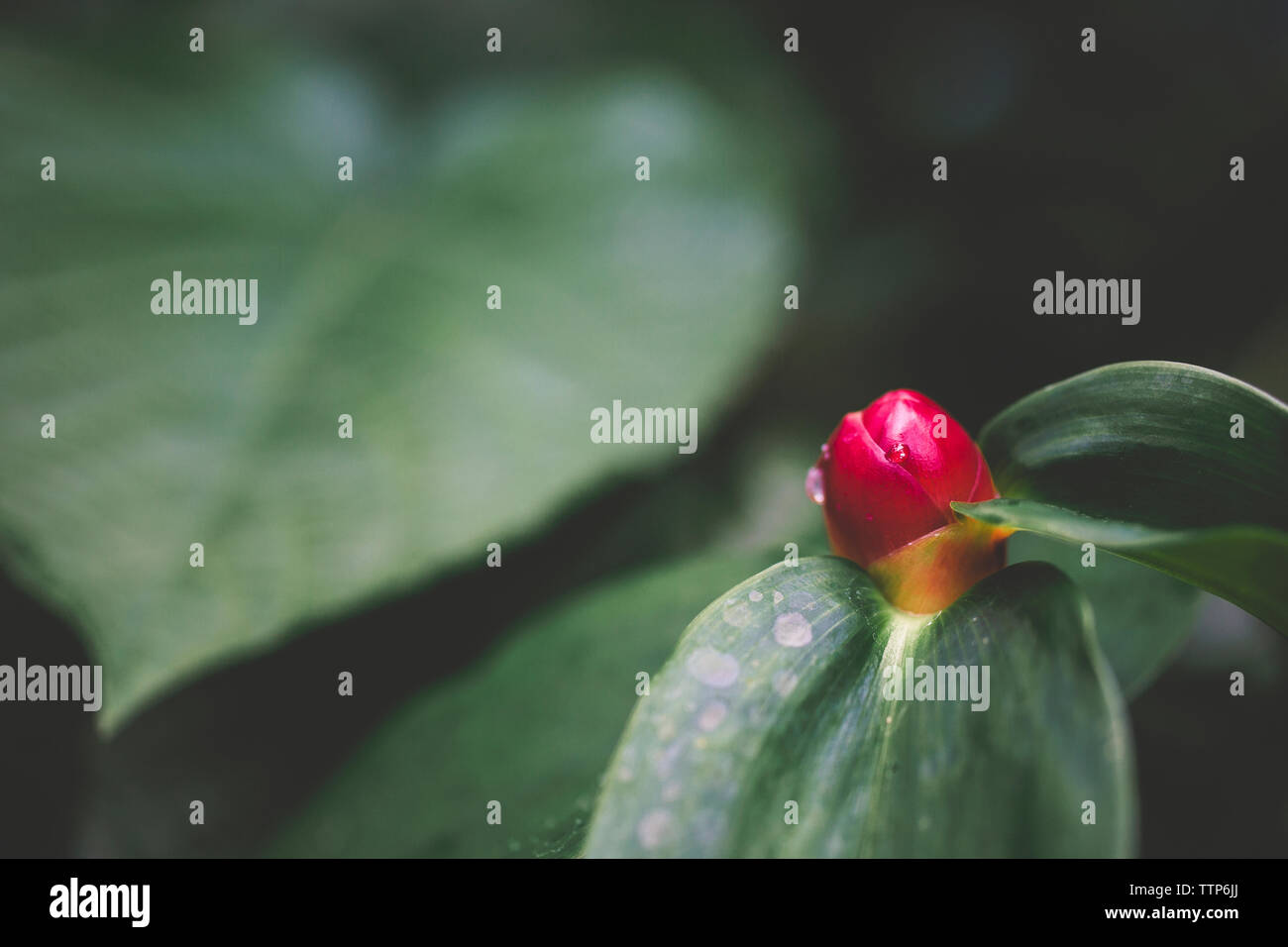 Growing flower hi-res stock photography and images - Alamy