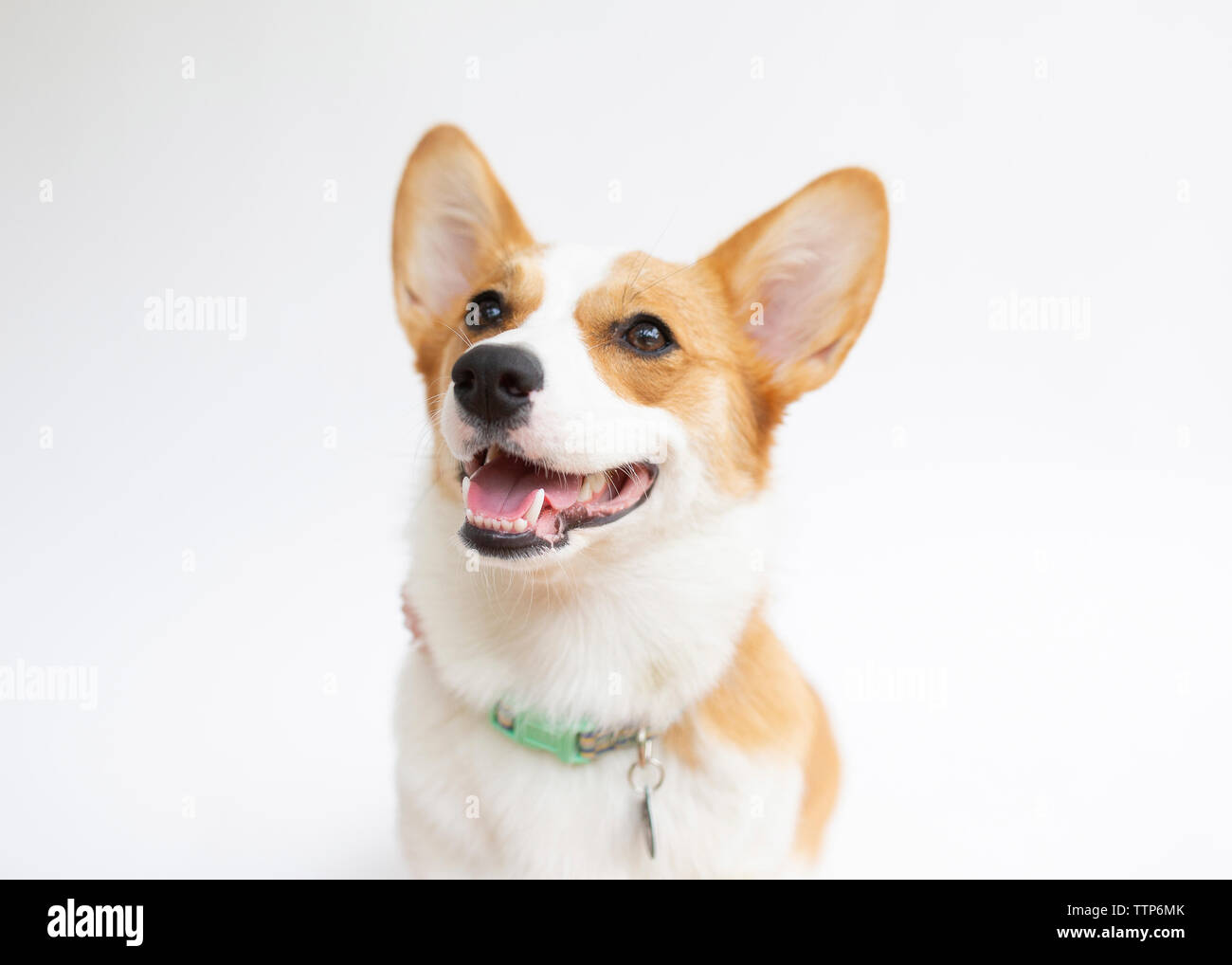 Dog mouth open white background hi-res stock photography and images - Alamy