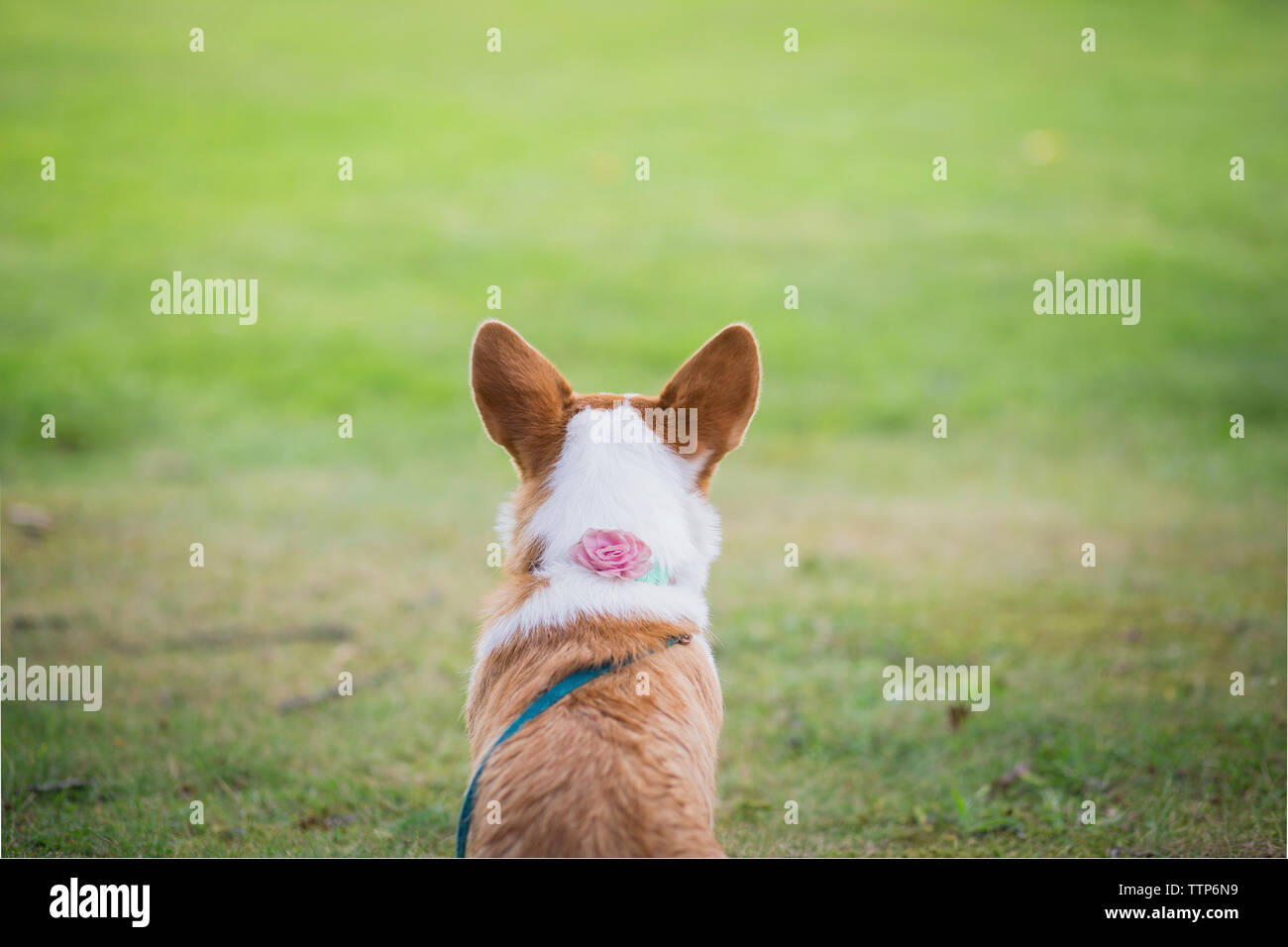 Rear view of dog sitting on field Stock Photo - Alamy