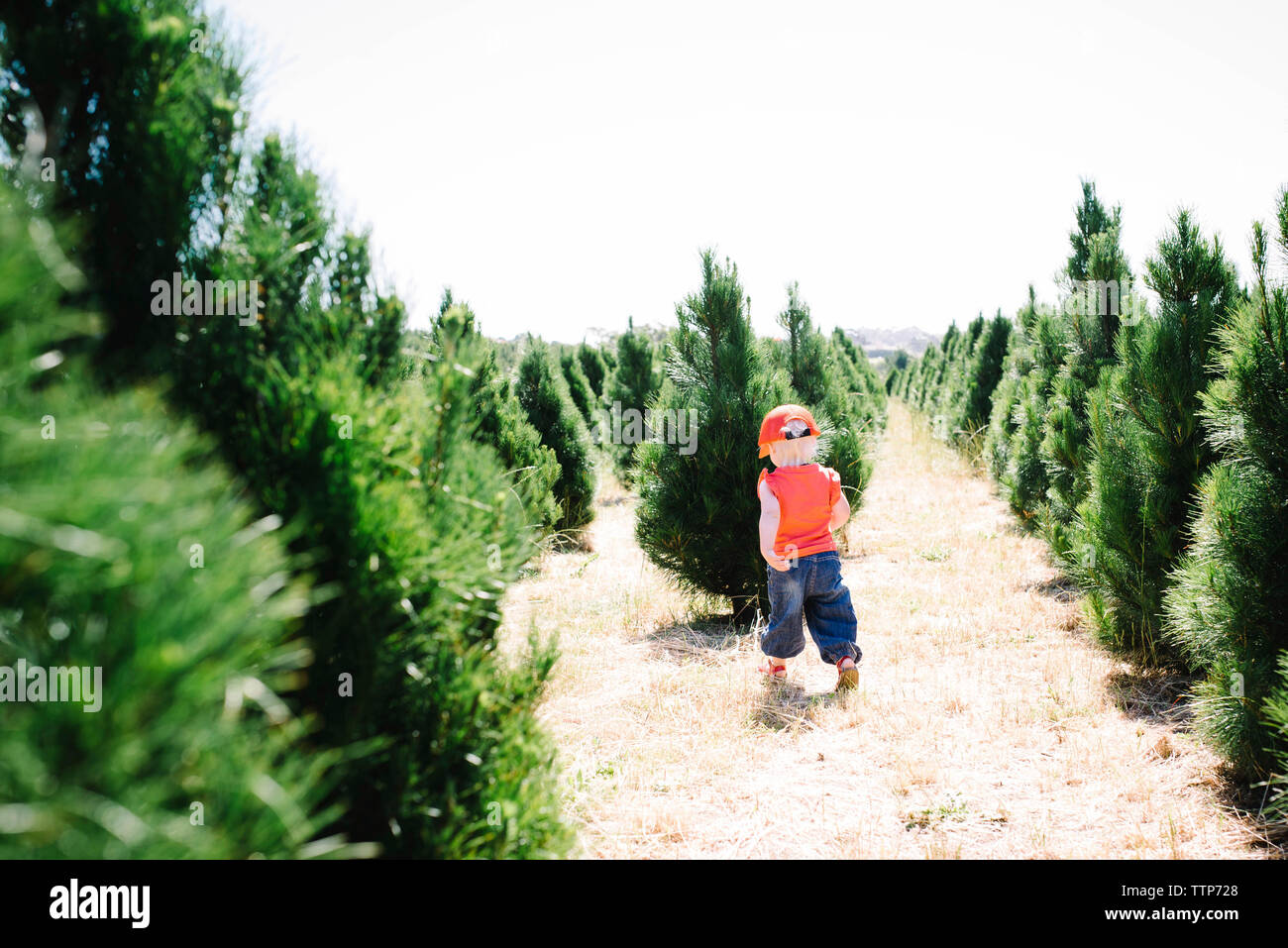 Girl pine hi-res stock photography and images - Alamy