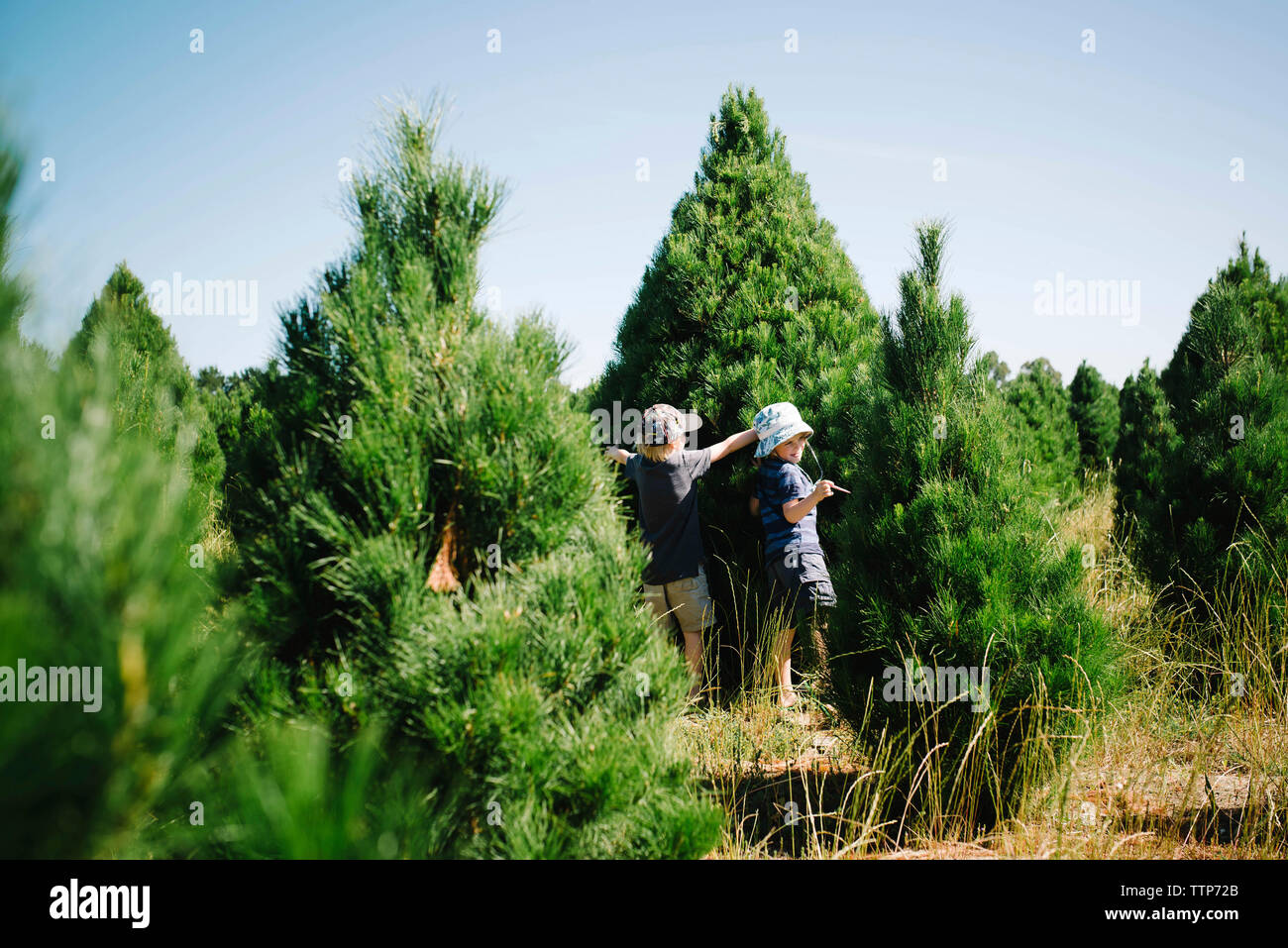 Boys against tree in hi-res stock photography and images - Alamy