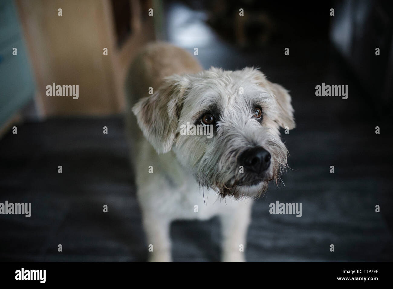 Dog hair standing up hi-res stock photography and images - Alamy