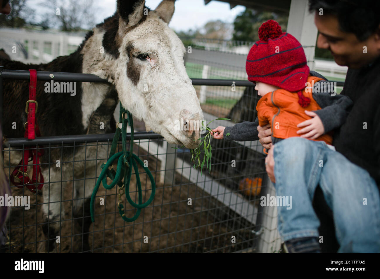 Father carrying son feeding donkey at barn Stock Photo - Alamy