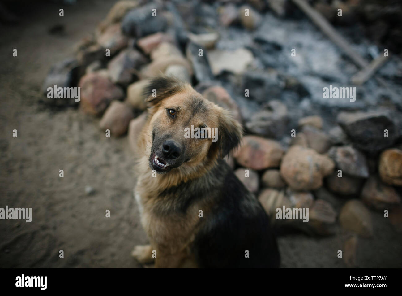 High angle portrait of dog sitting on ground Stock Photo - Alamy