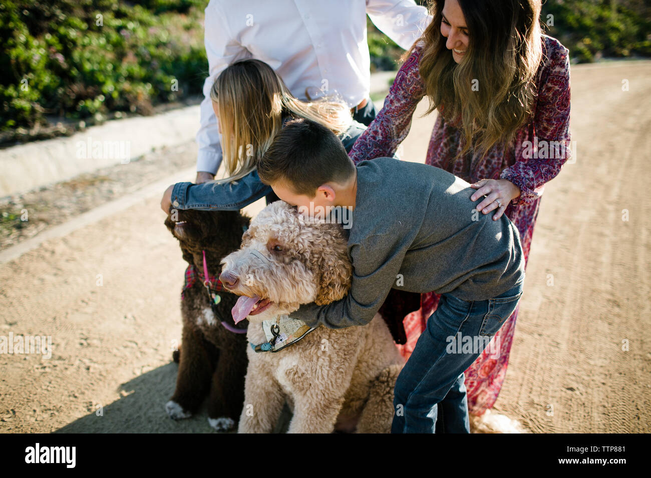 Labradoodles hi-res stock photography and images - Alamy