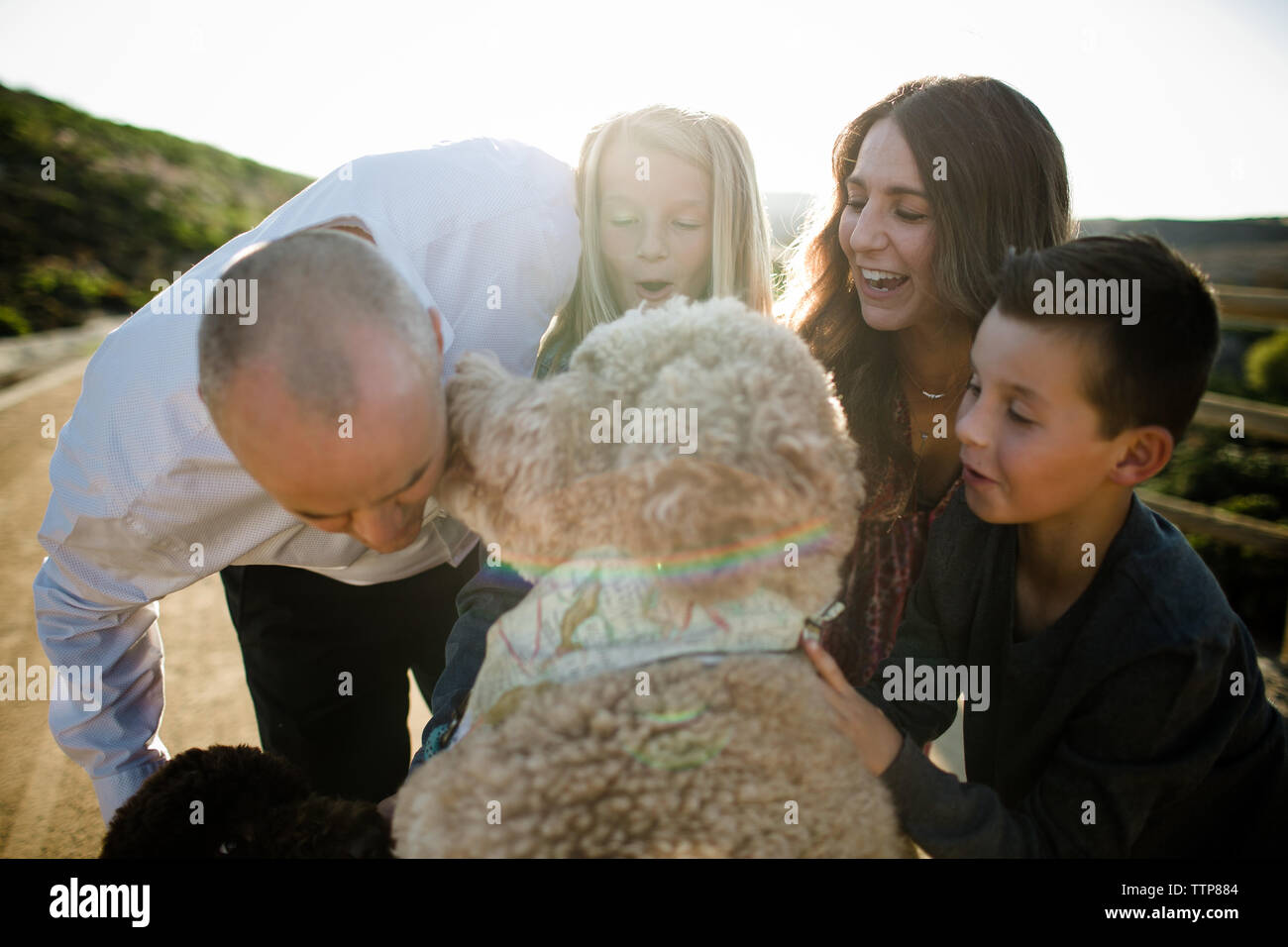 Labradoodles hi-res stock photography and images - Alamy