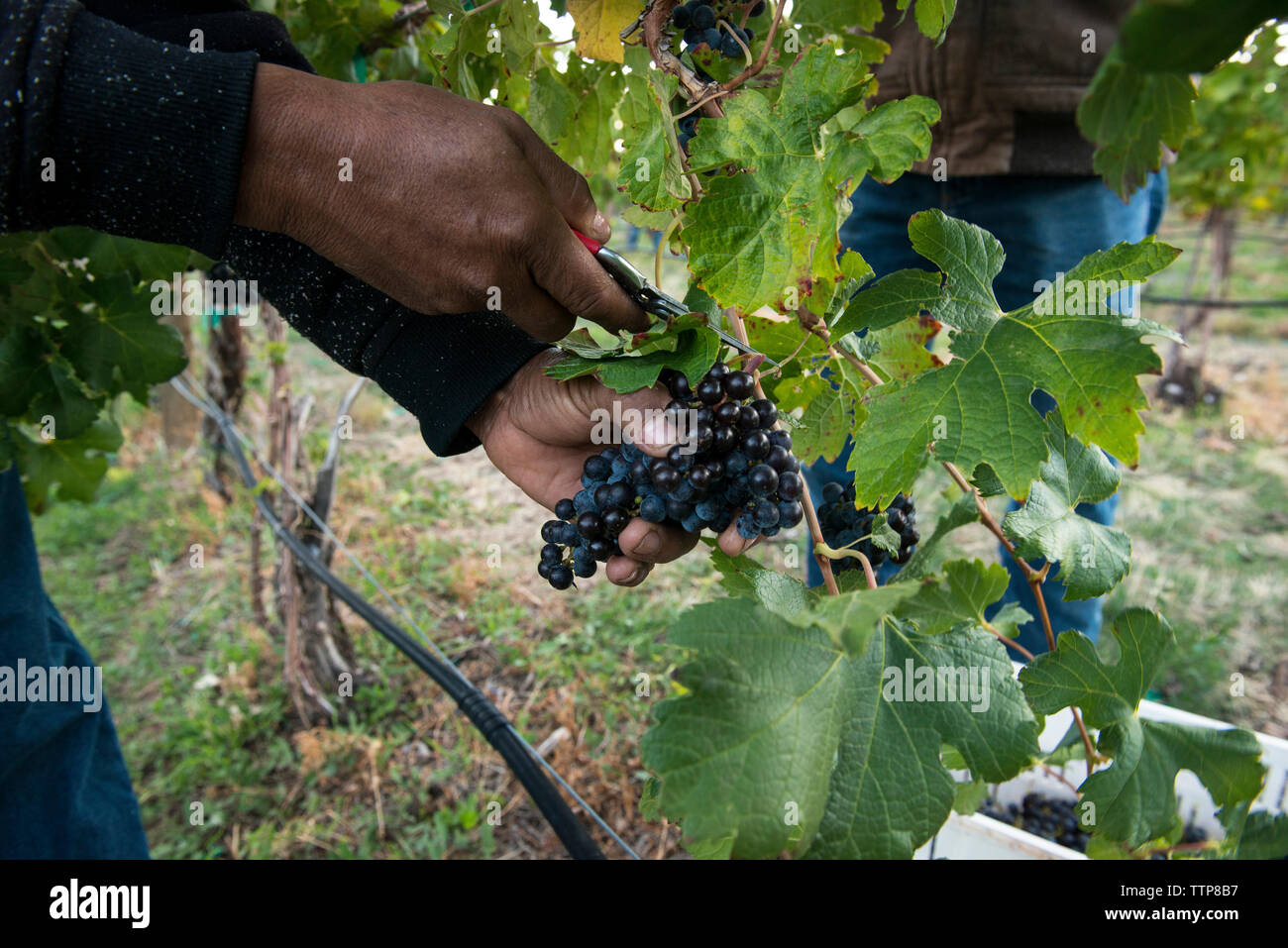 Grapes scissors hi-res stock photography and images - Alamy