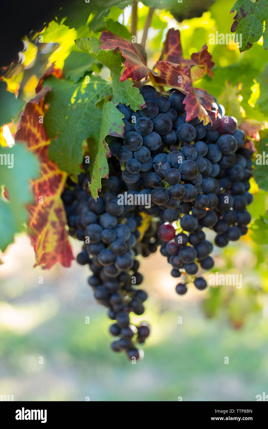 Grapes tree hi-res stock photography and images - Alamy