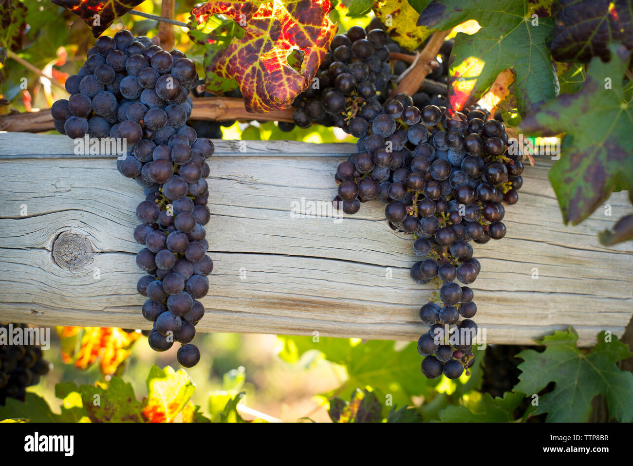 Grape growing on tree in vineyard Stock Photo - Alamy