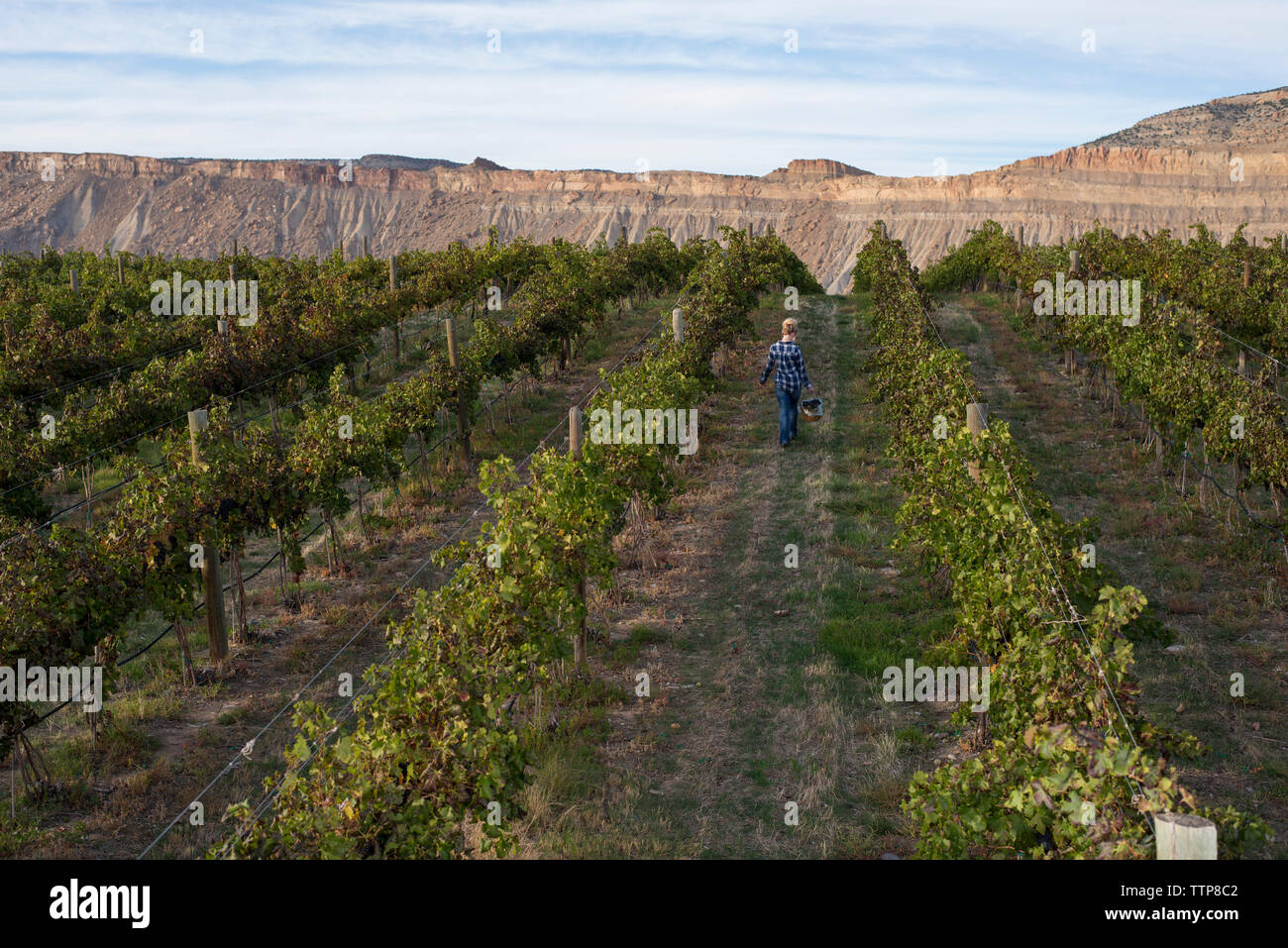 Rear view of farmer carrying bucket of grapes while walking in vineyard ...