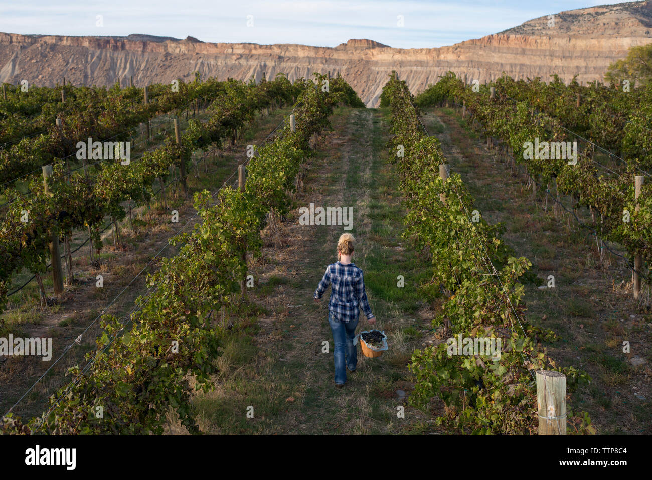 Worker carrying bucket hi-res stock photography and images - Alamy