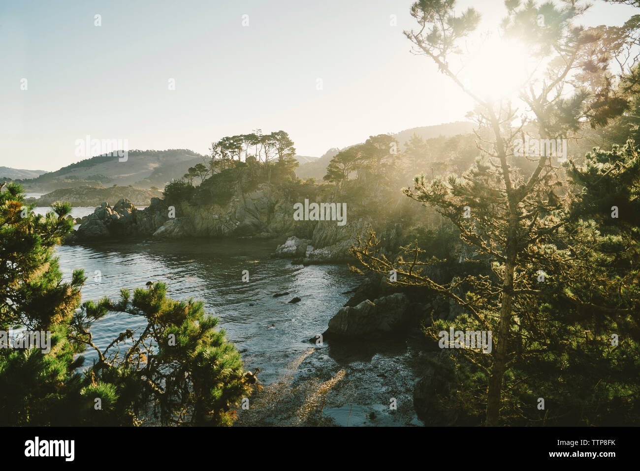 Big trees on sunny hi-res stock photography and images - Alamy