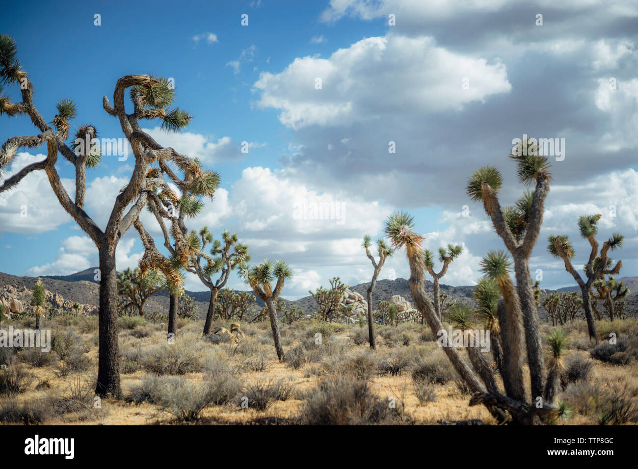 Trees at Joshua Tree National Park against cloudy sky Stock Photo - Alamy