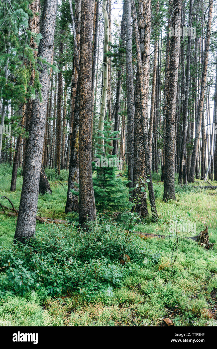 Field tall trees in forest hi-res stock photography and images - Alamy