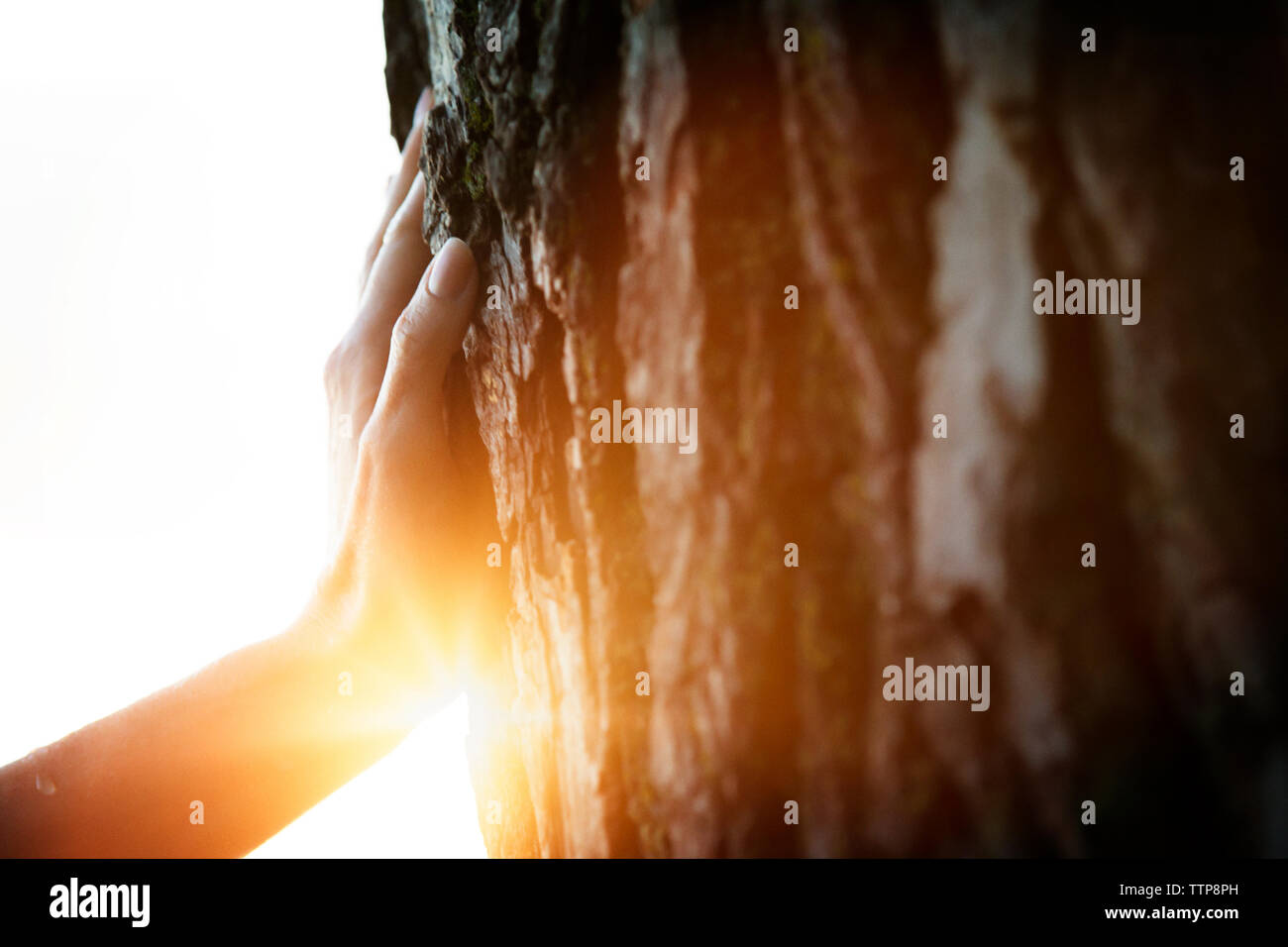 Hand tree trunk hi-res stock photography and images - Alamy