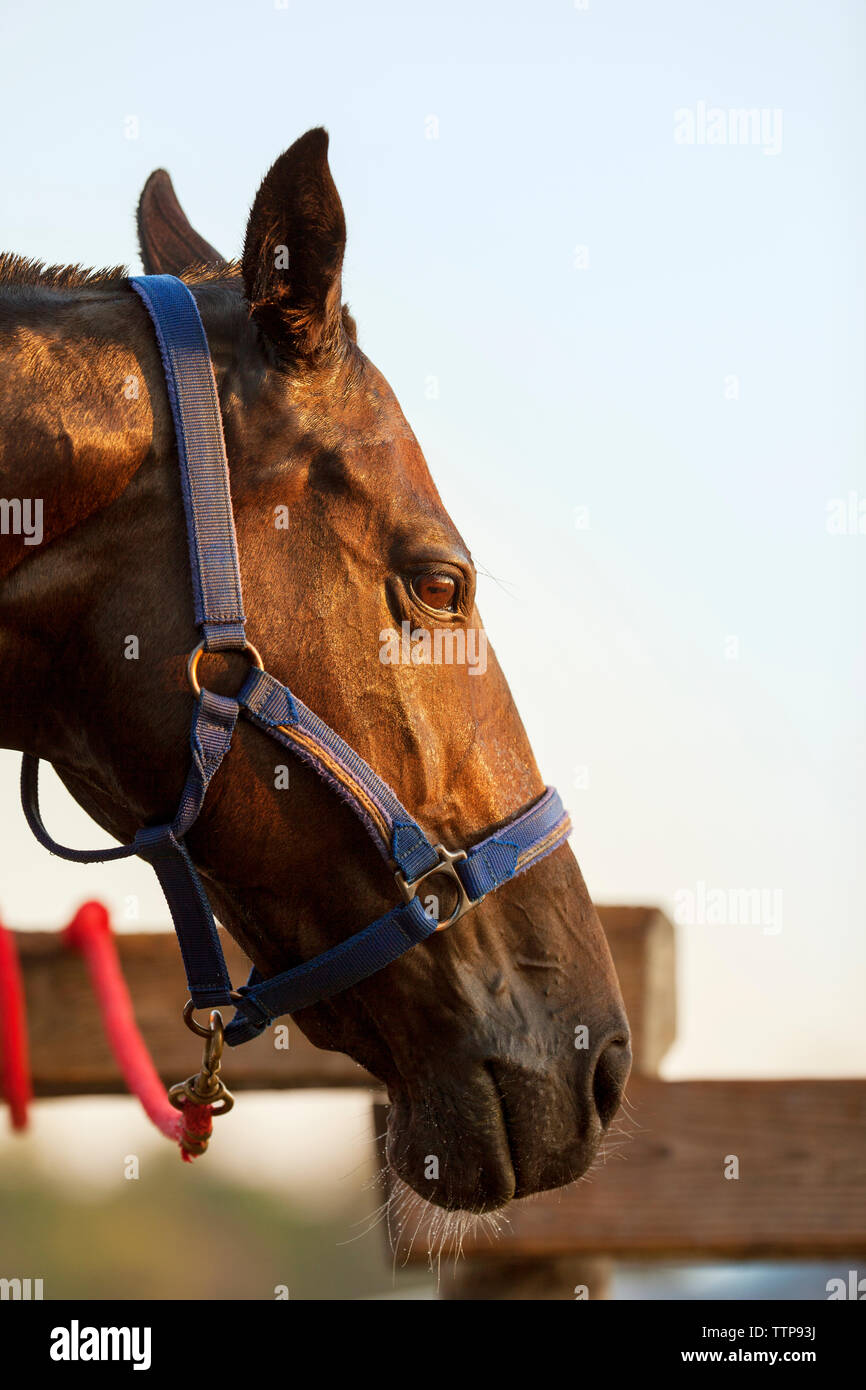 Side view animal hi-res stock photography and images - Alamy