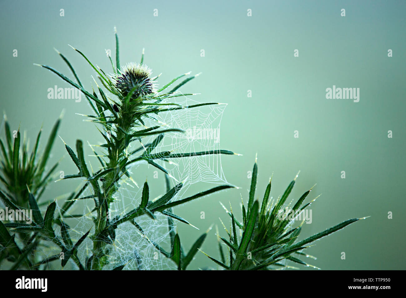 Plant and sky hi-res stock photography and images - Alamy