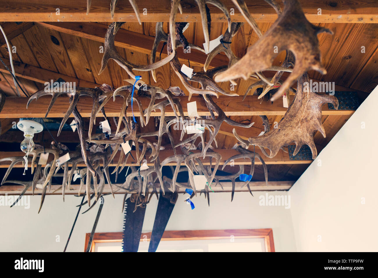 Low angle view of antlers hanging on ceiling at workshop Stock Photo ...