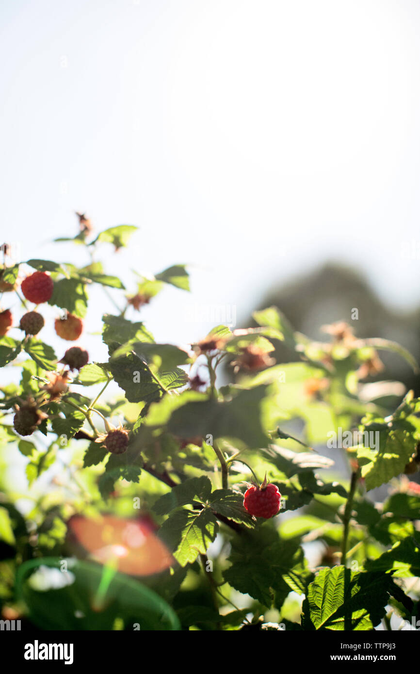 Growing raspberries hi-res stock photography and images - Alamy