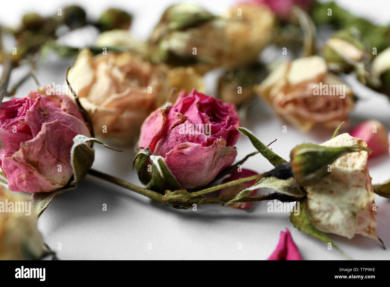 Dried rose buds on white background Stock Photo - Alamy