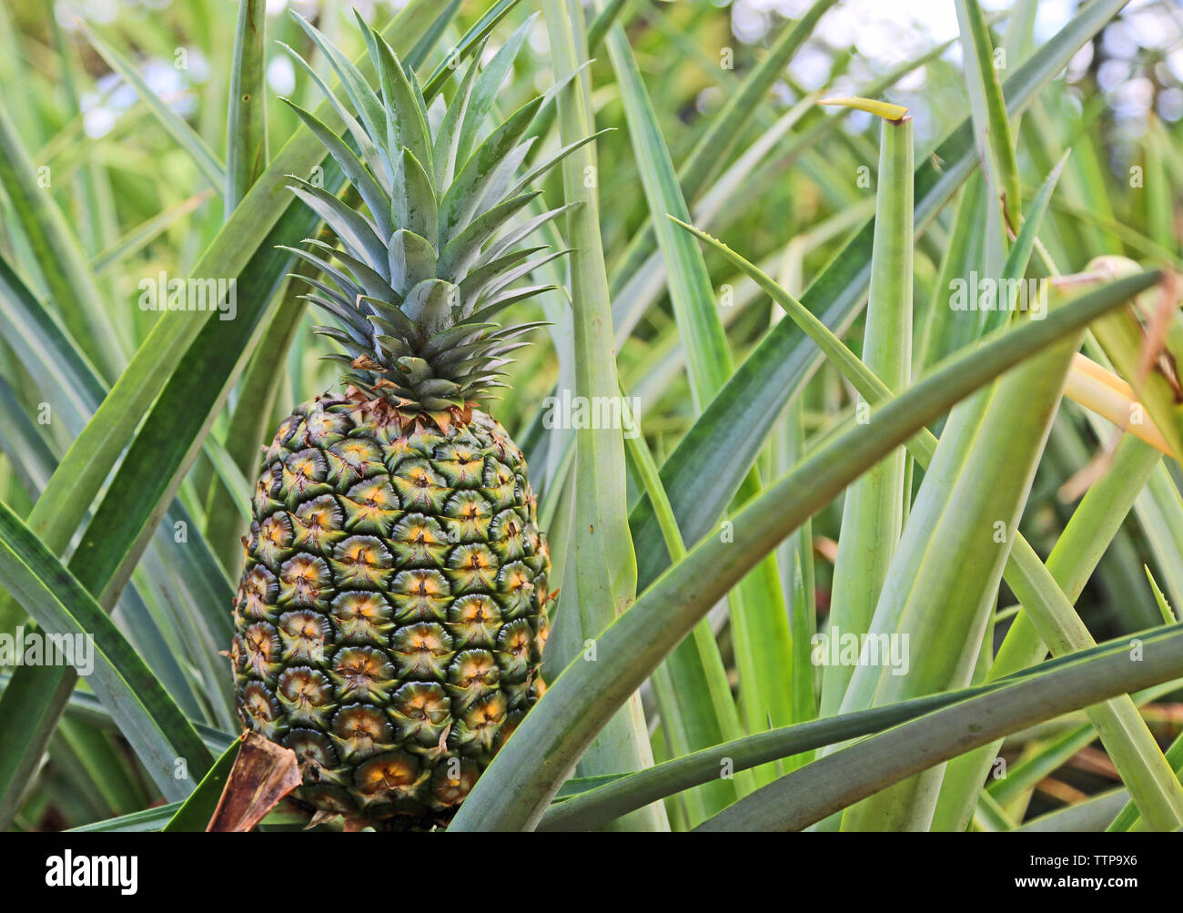 Green Pineapple - Hawaii Stock Photo - Alamy