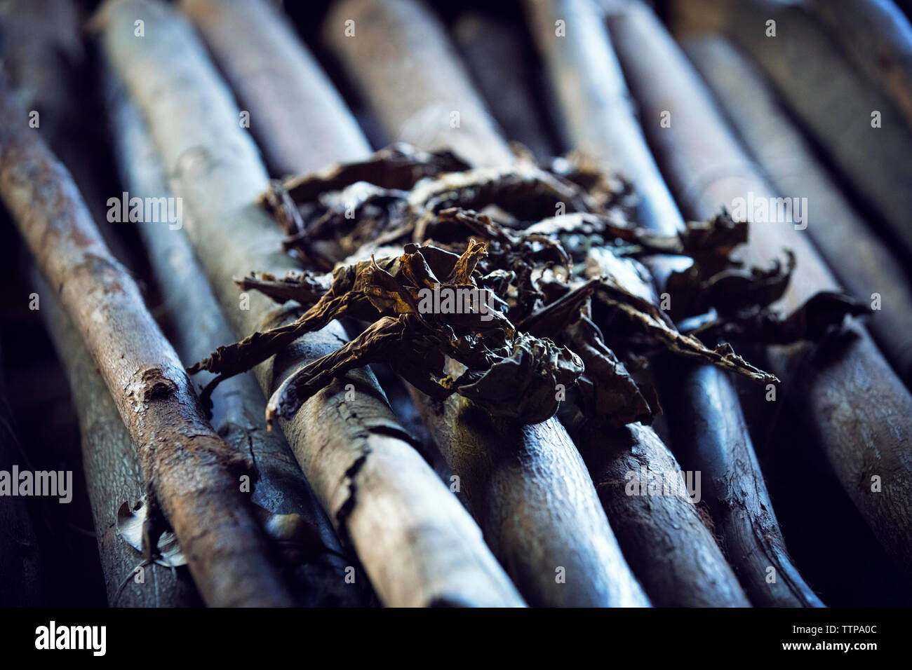 Dead plant hi-res stock photography and images - Alamy