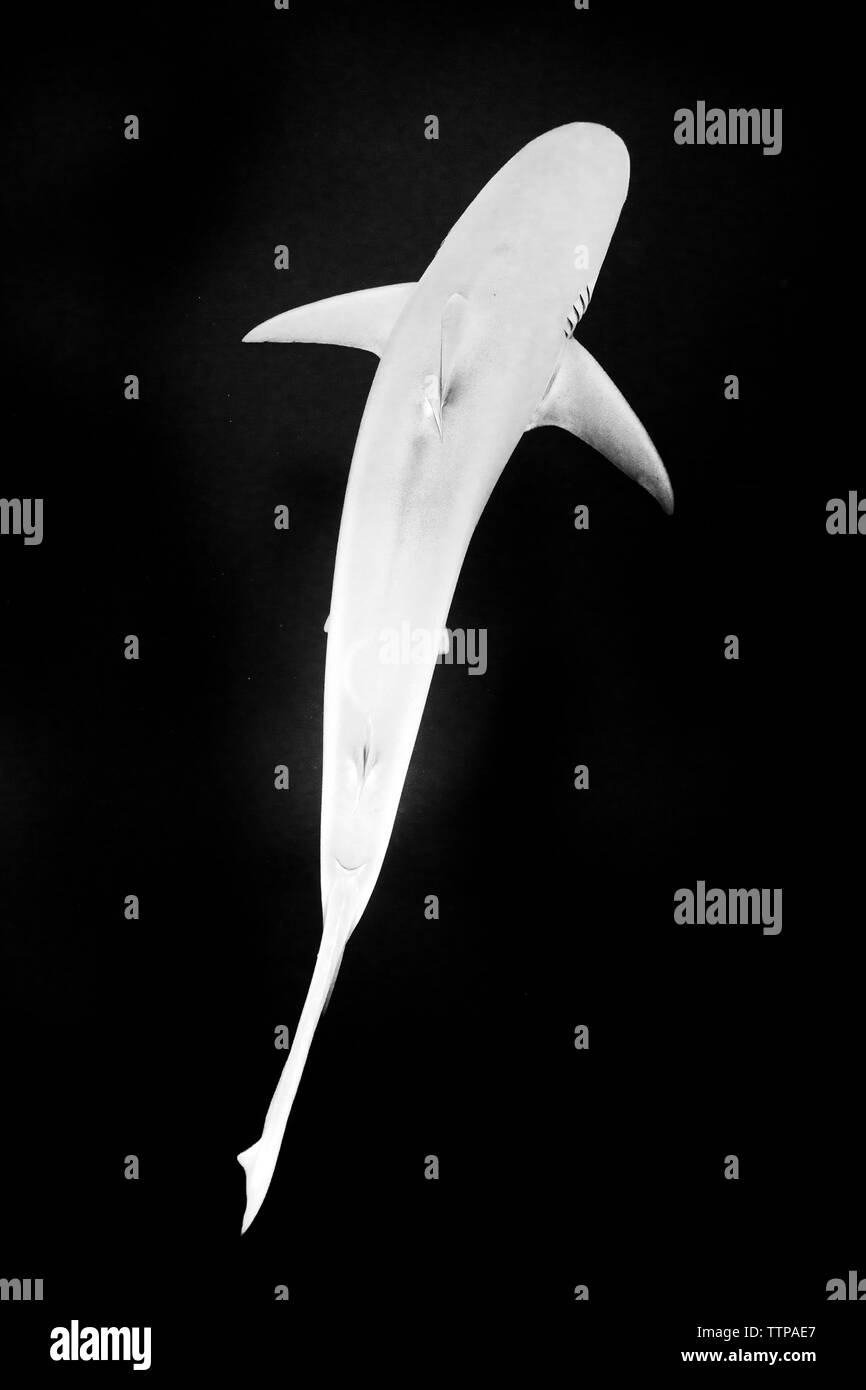 Overhead view of shark swimming underwater Stock Photo - Alamy