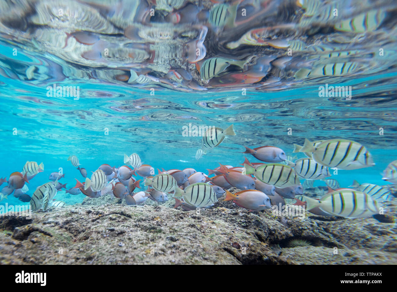 Swimming with animals hi-res stock photography and images - Alamy