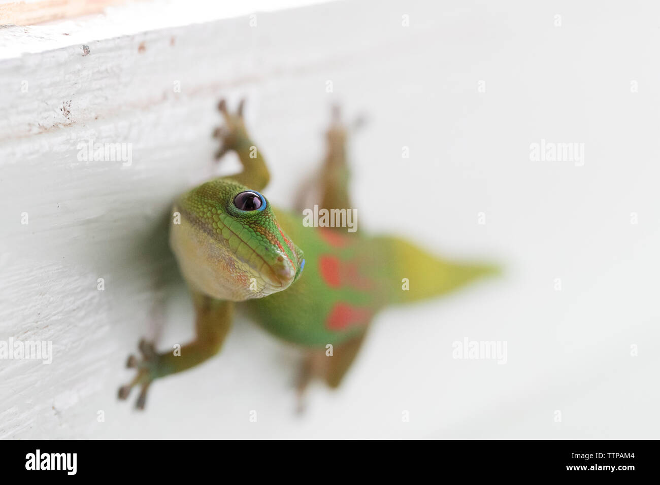 Lizard skin pattern hi-res stock photography and images - Alamy