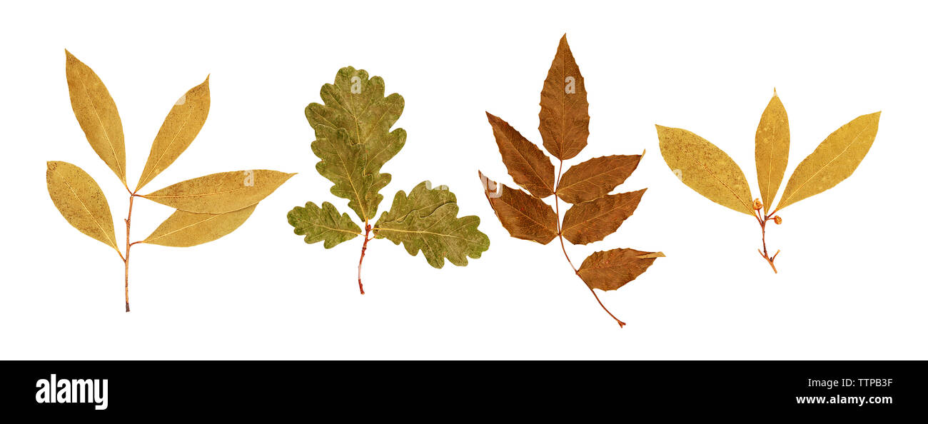 Pressed dried herbarium of various plants, isolated Stock Photo - Alamy