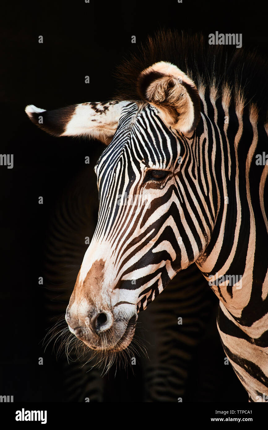 Zebra head shot close up hi-res stock photography and images - Alamy